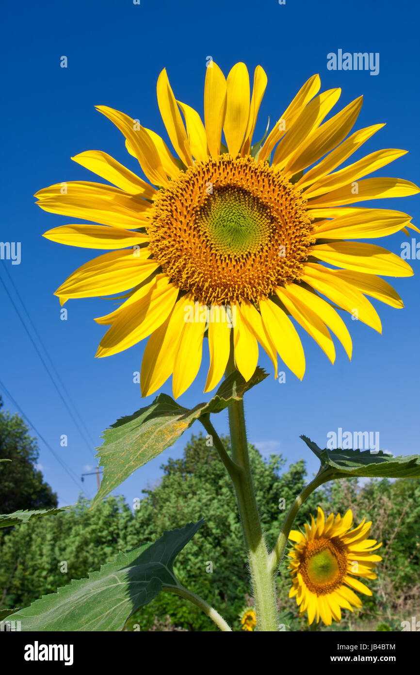 Beautiful close-up photo of big yellow sunflower Stock Photo - Alamy