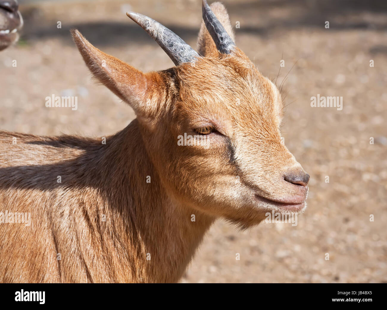 Nice close-up portrait of cute baby goat Stock Photo - Alamy