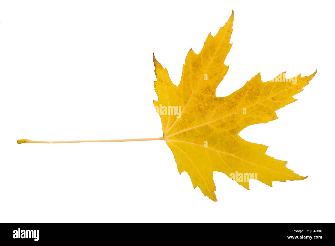 Beautiful maple leaf isolated on white background Stock Photo - Alamy