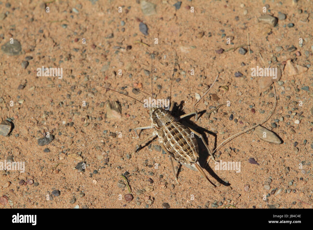 brown desert locust Stock Photo - Alamy