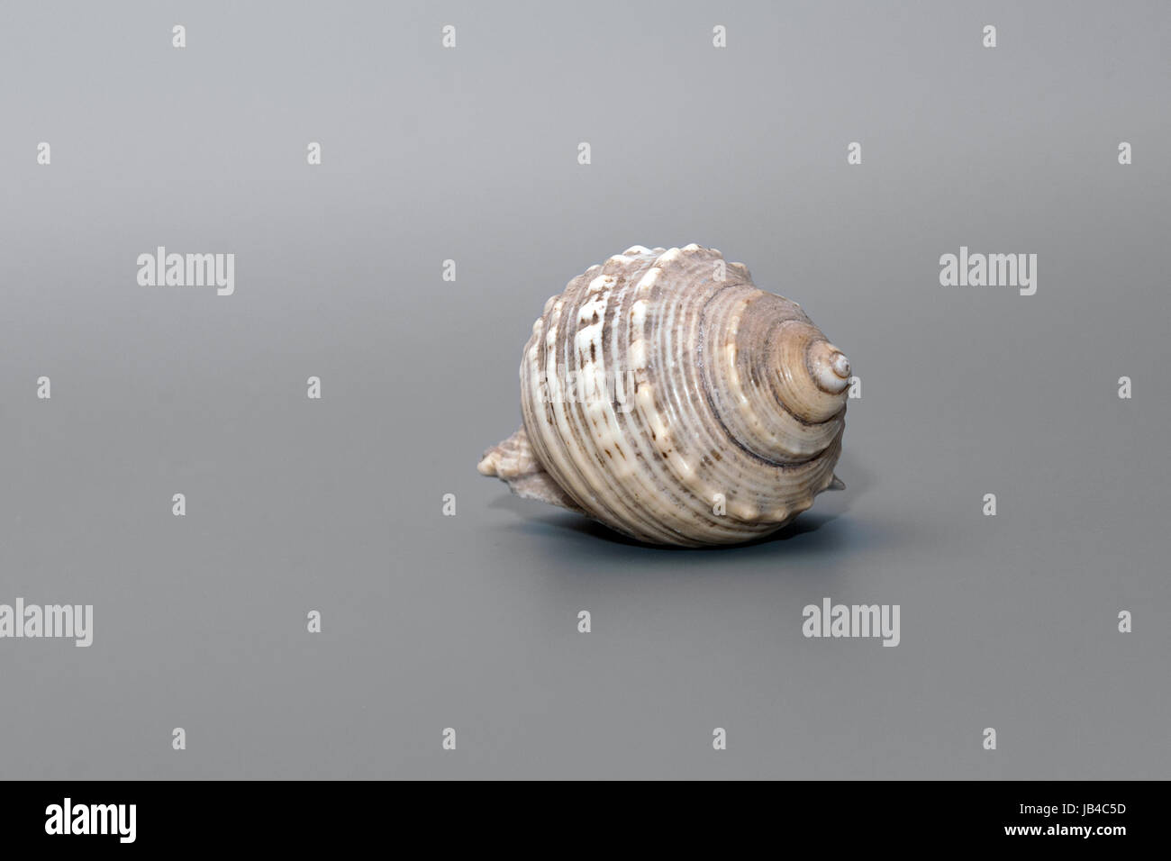 Empty shell of a snail Stock Photo - Alamy