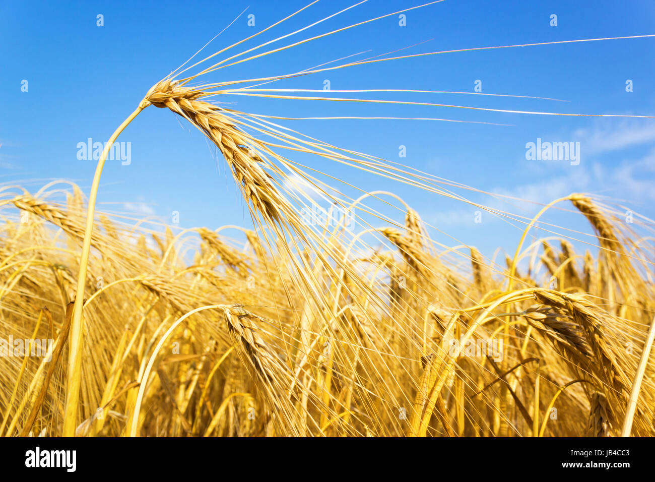golden wheat on a grain field Stock Photo - Alamy