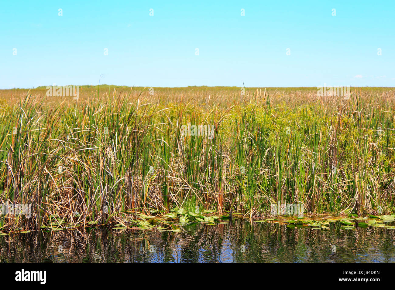 Tall grasses florida everglades hi-res stock photography and images - Alamy