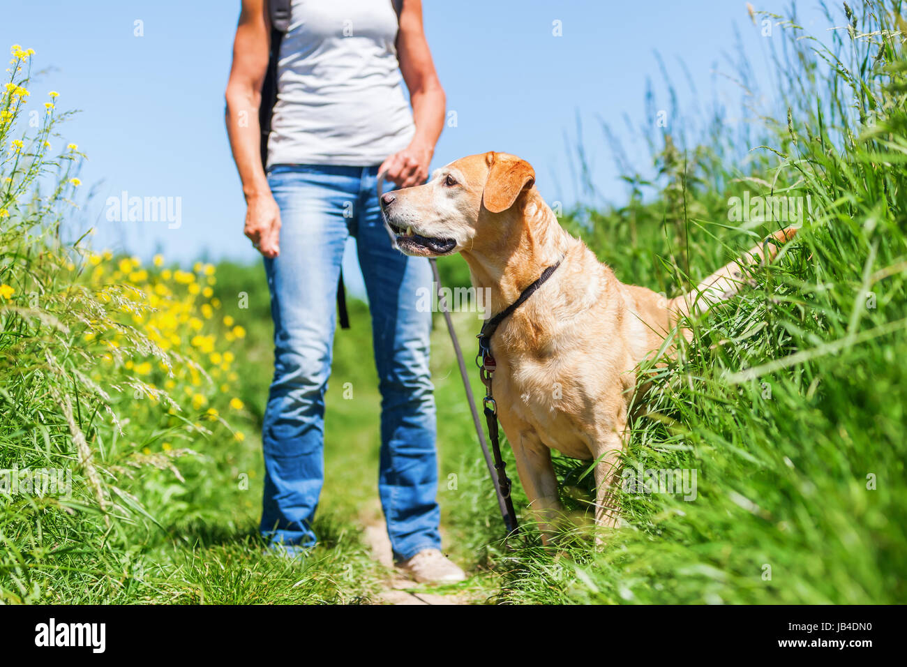 Mature woman hiking labrador hi-res stock photography and images - Alamy