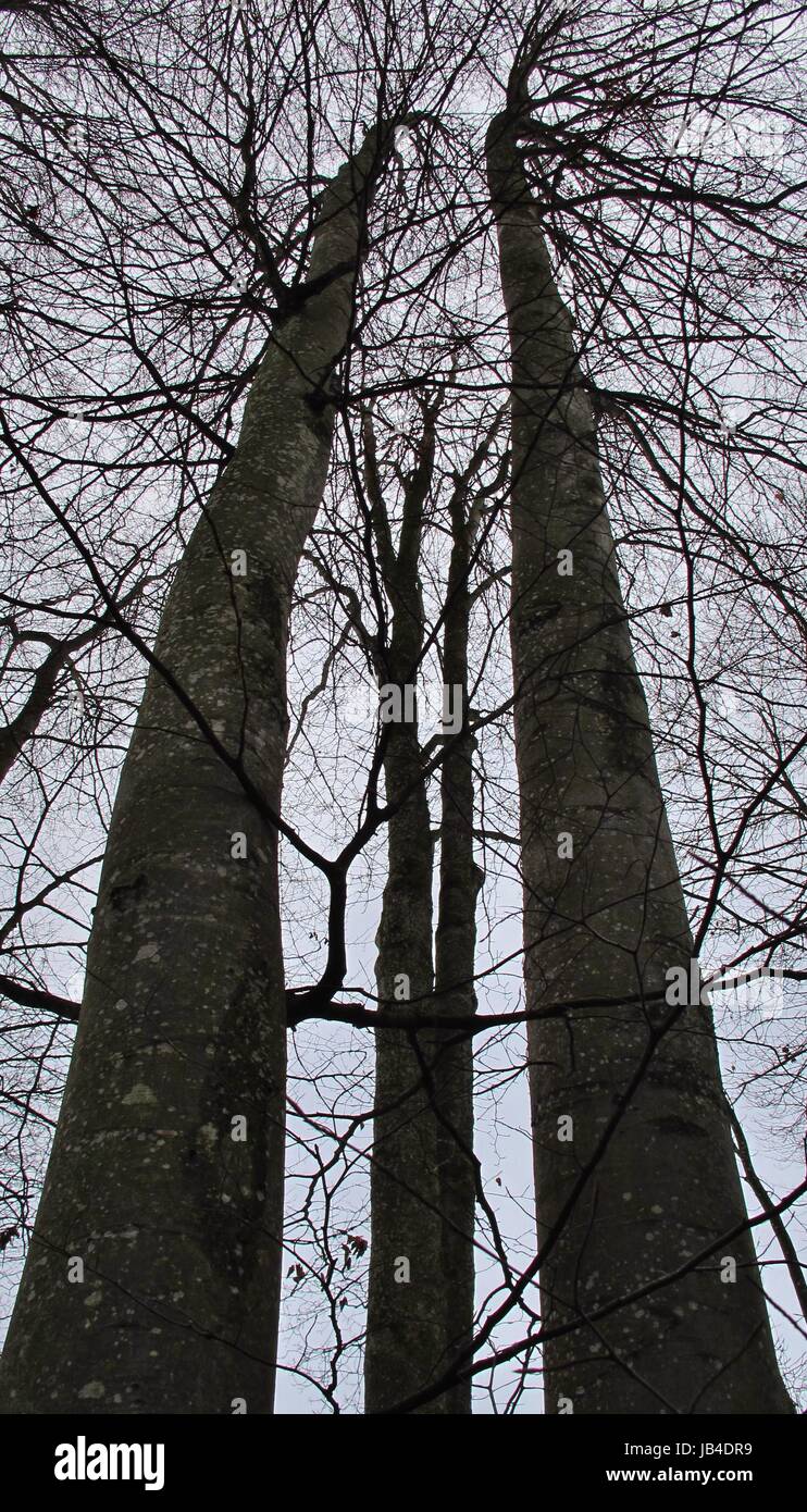 Pillars of the Forest Stock Photo - Alamy