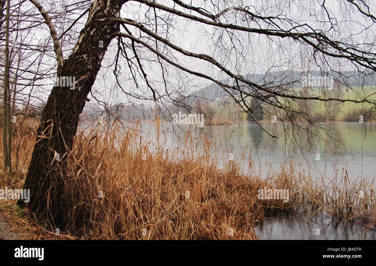inland water reed Stock Photo - Alamy
