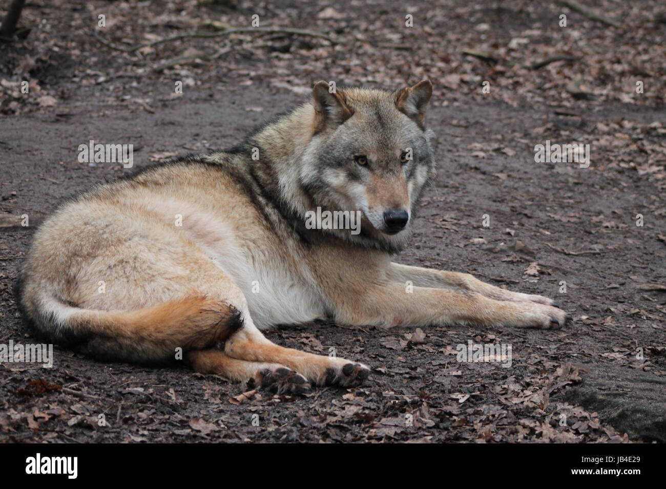 a wolf resting Stock Photo - Alamy