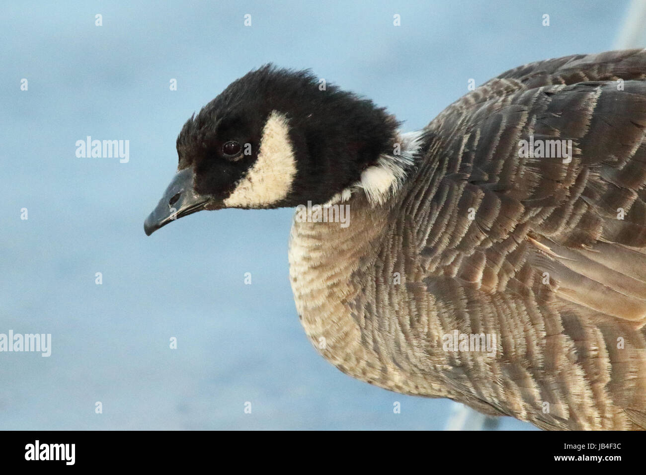 Rare goose hi-res stock photography and images - Alamy