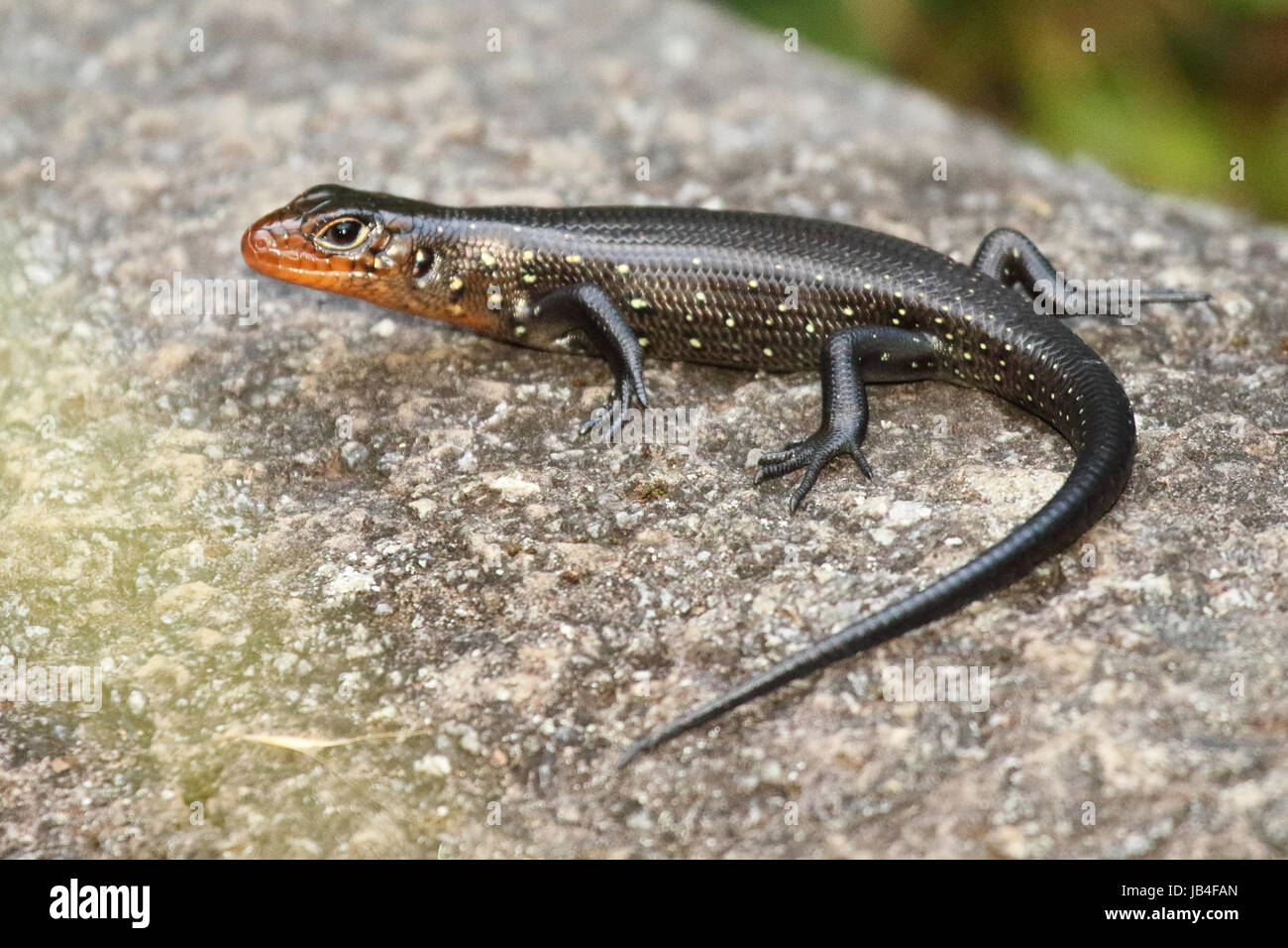 Portrait musk hi-res stock photography and images - Alamy