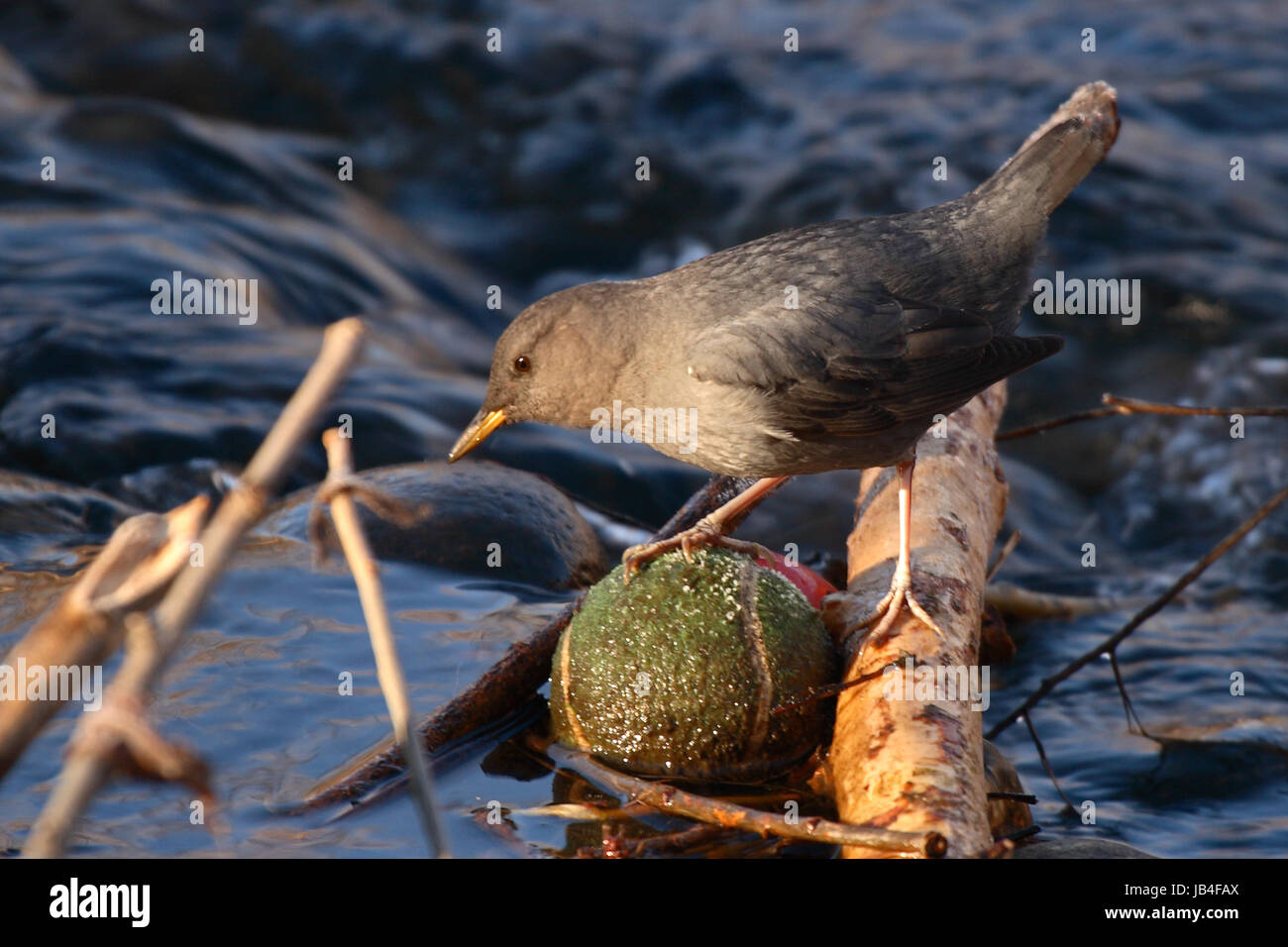 Water ouzel hi-res stock photography and images - Alamy