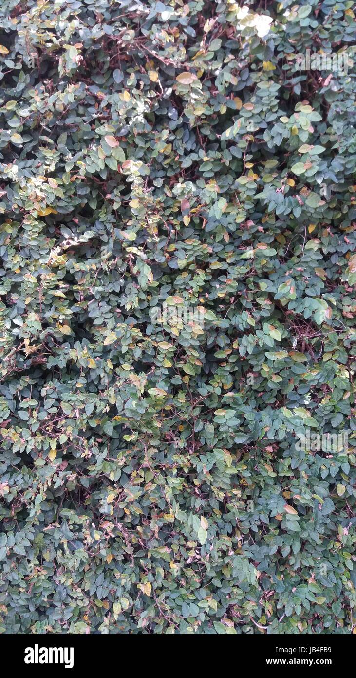 Dense hedge plant hi-res stock photography and images - Alamy