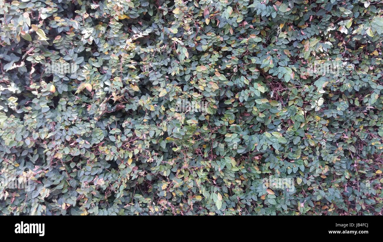 Thick green garden hedge pattern Stock Photo - Alamy