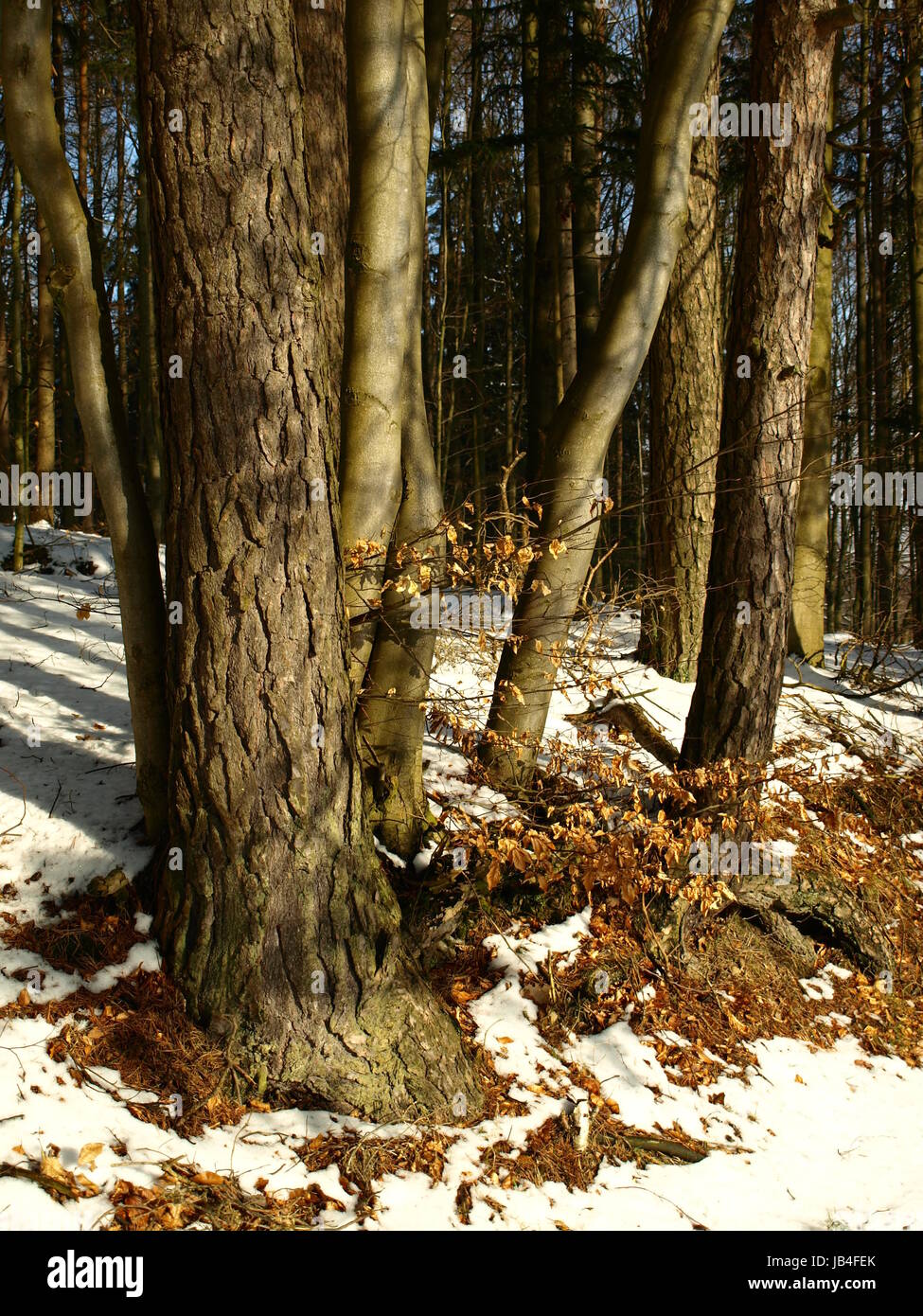 tree trunks in mixed forest Stock Photo - Alamy