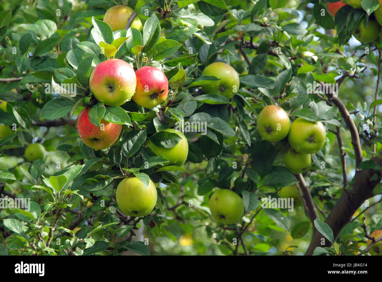 100 orchard hi-res stock photography and images - Alamy