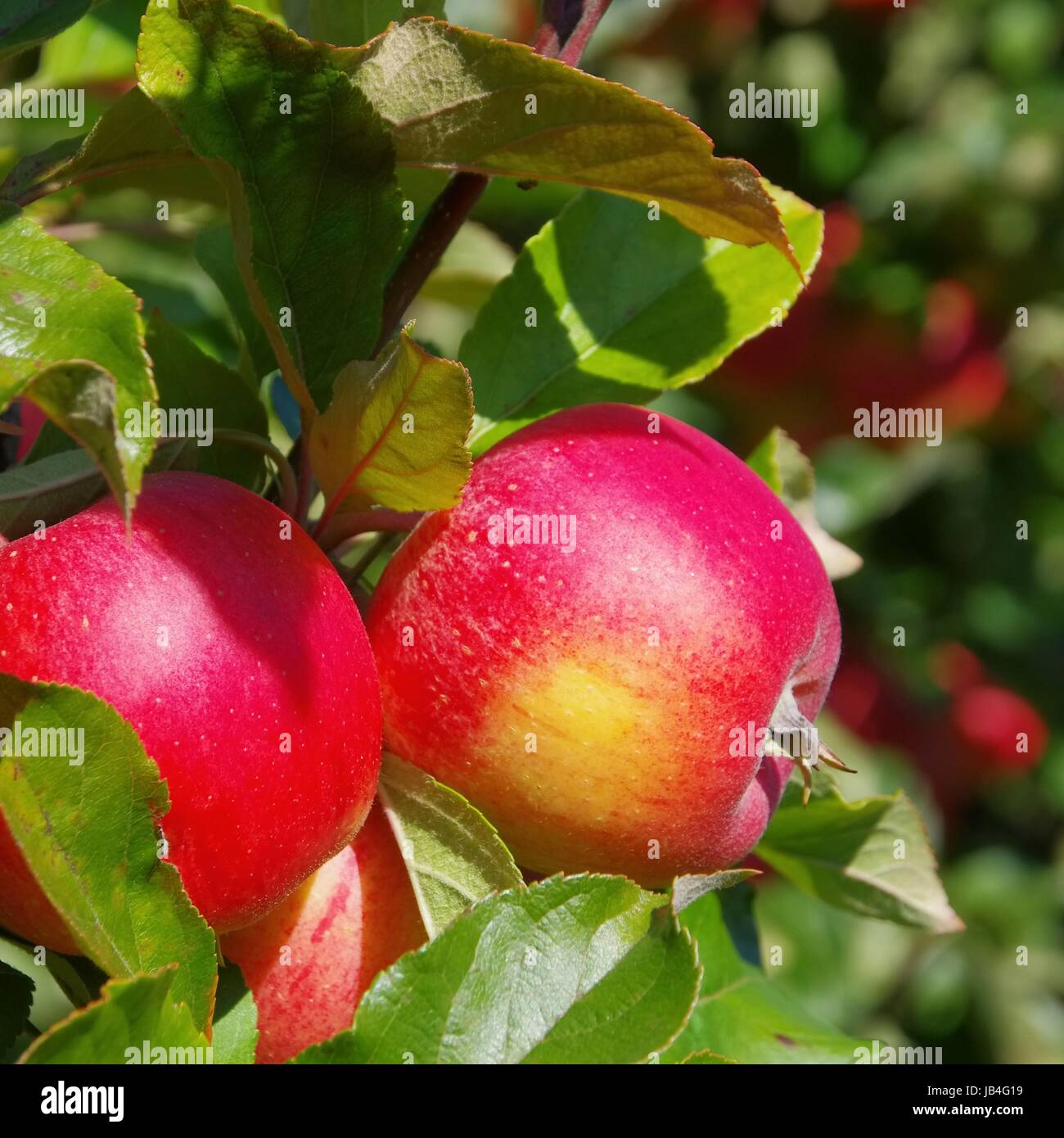 Apfel am Baum - apple on tree 150 Stock Photo - Alamy