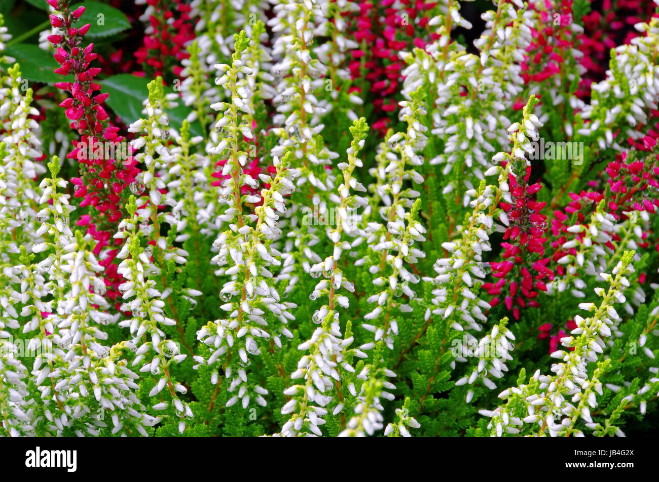 Heidekraut erika heide kraut pflanze blühen blüte herbst hi-res stock ...