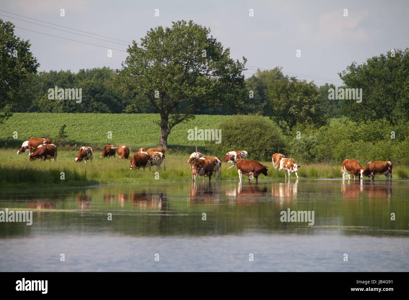 cows at the pond Stock Photo - Alamy
