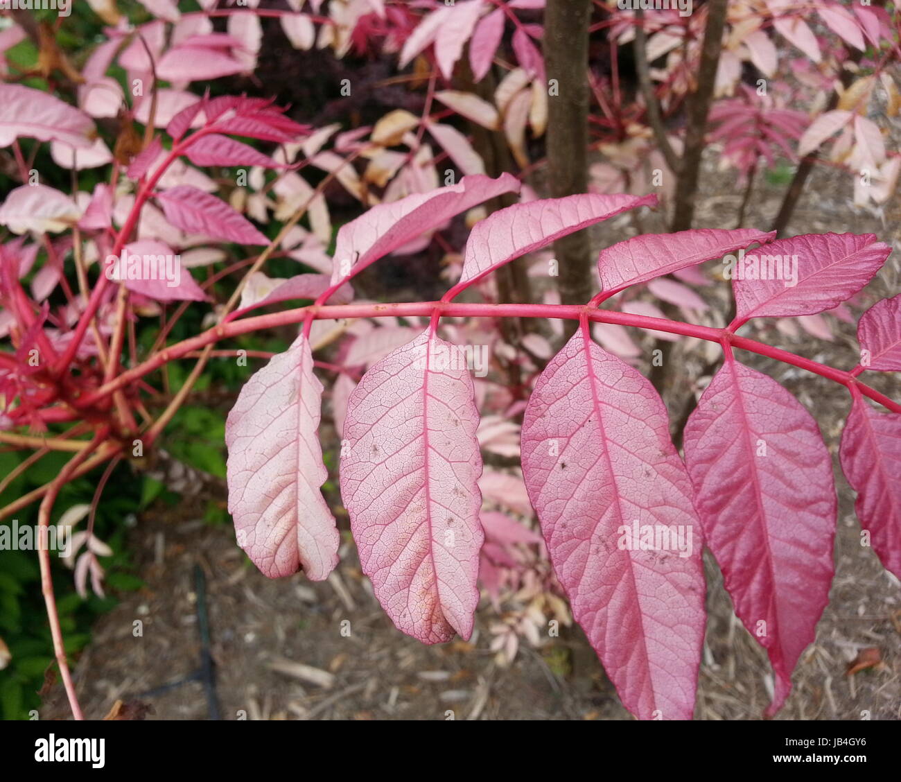 Chinese cedar tree hi-res stock photography and images - Alamy