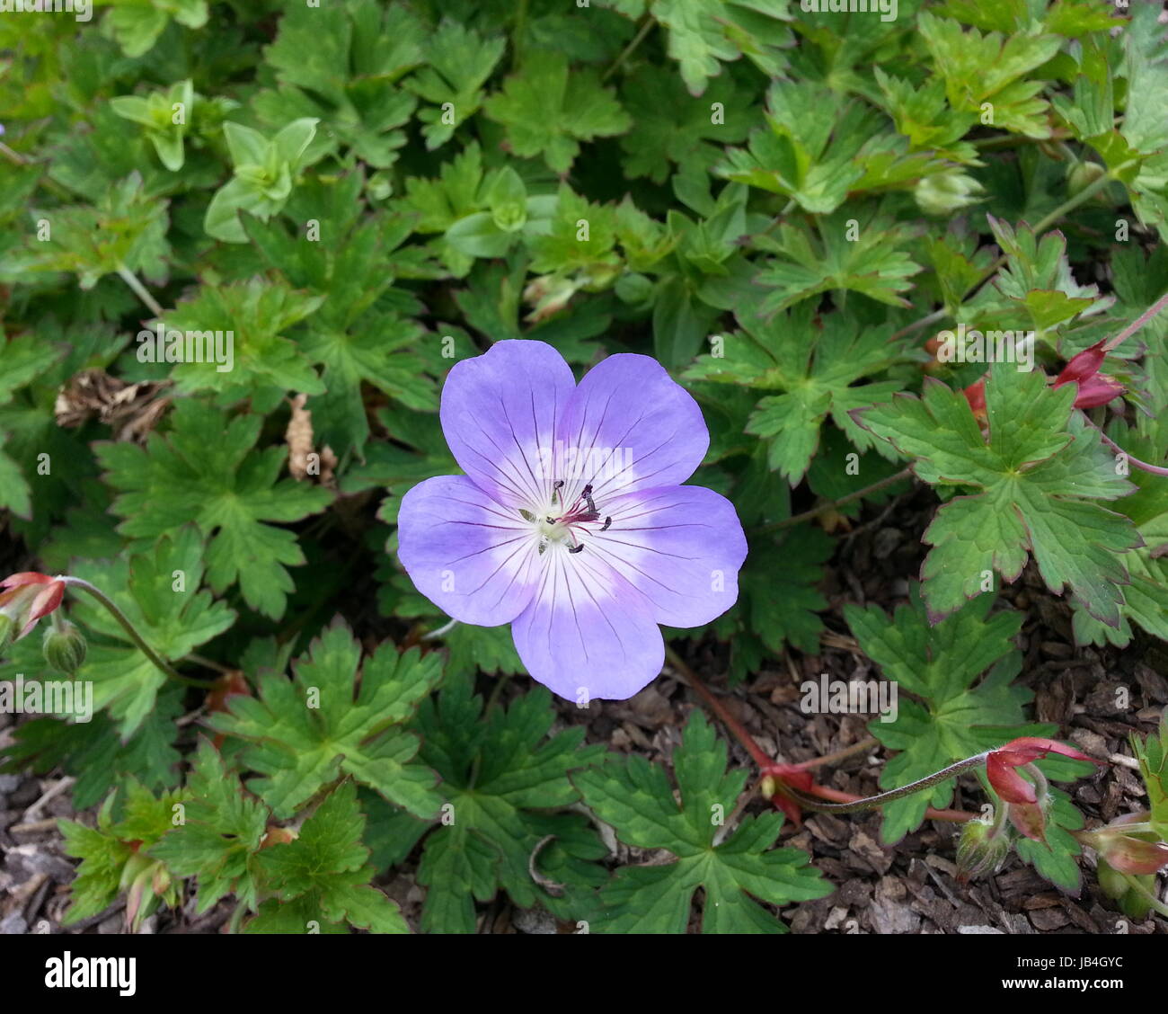 Blue Geranium Rozanne Stock Photo - Alamy
