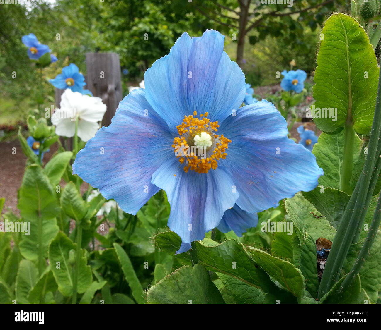 Coastal california poppy hi-res stock photography and images - Alamy