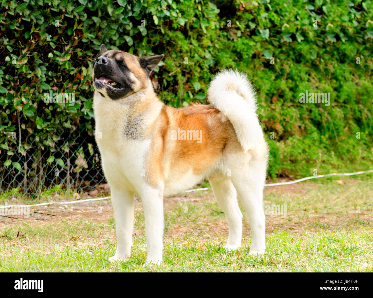 A profile view of a sable, white and brown pinto American Akita dog ...