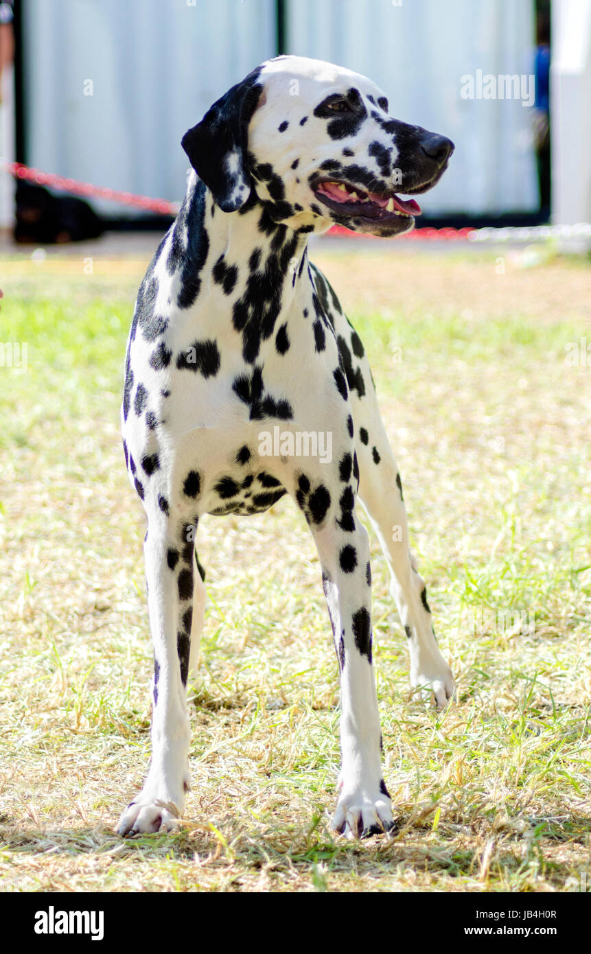 A young beautiful Dalmatian dog standing on the grass distinctive for ...
