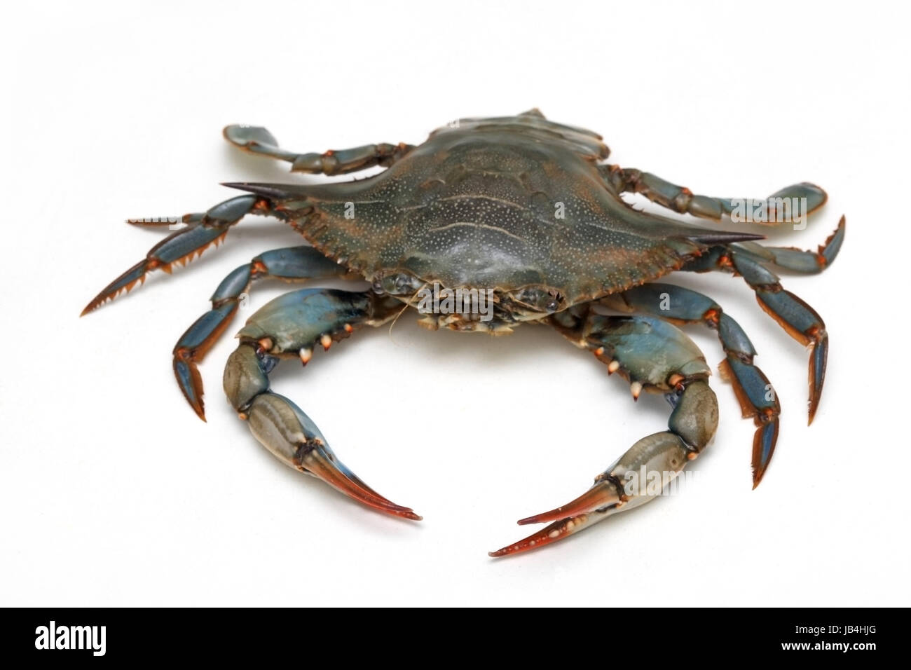 Live blue crab animal on white background Stock Photo - Alamy