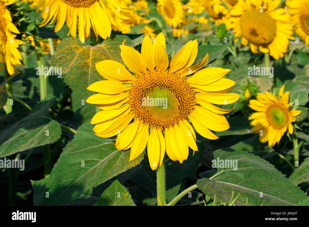 Beautiful close-up photo of big yellow sunflower Stock Photo - Alamy