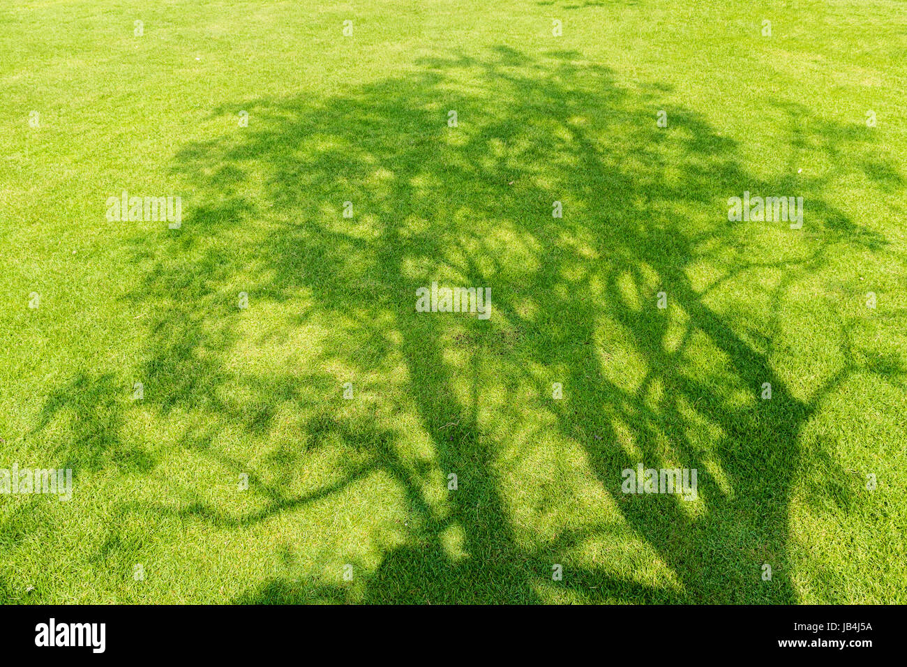 Tree shadow on short green grass in spring Stock Photo - Alamy