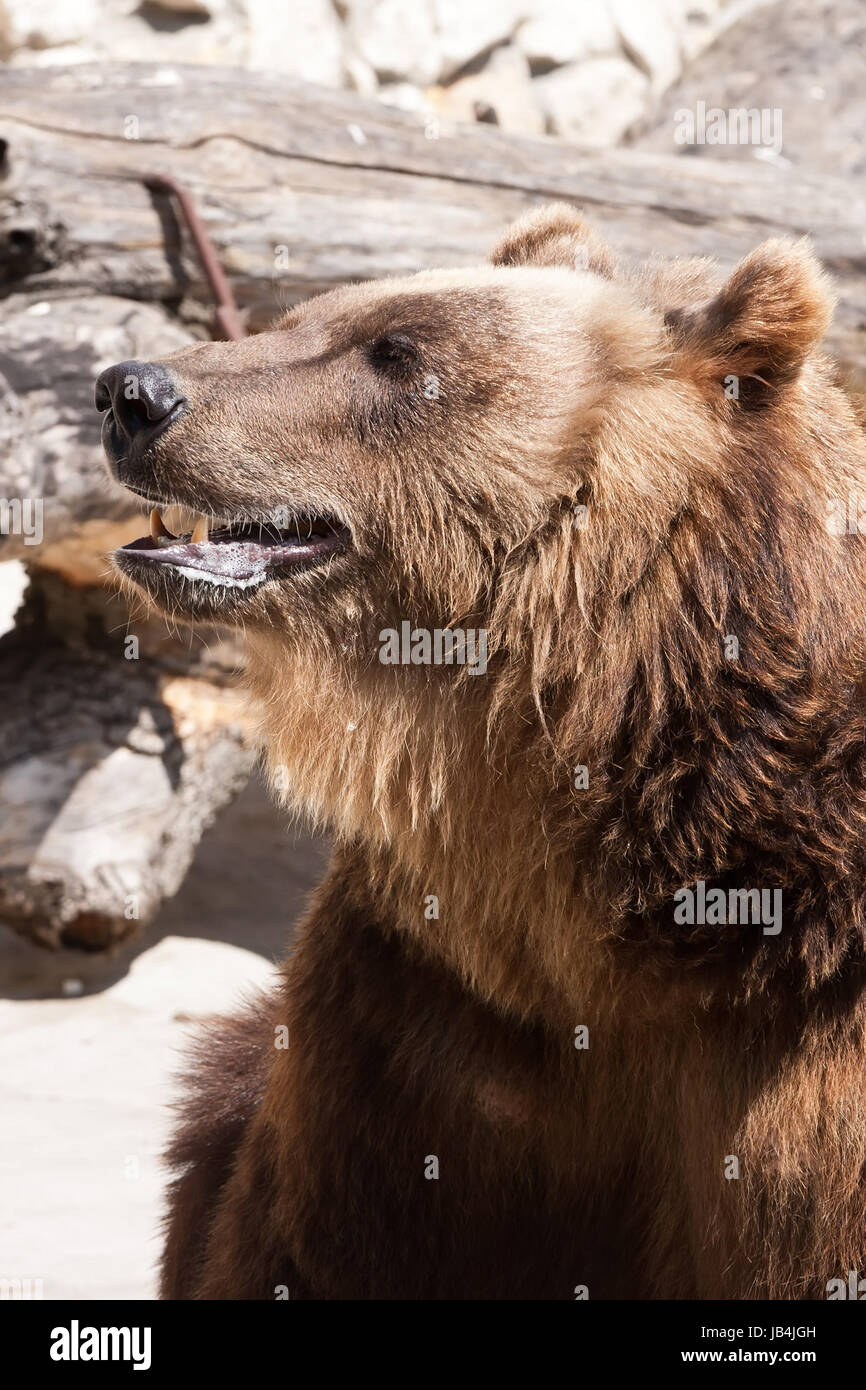 Beautiful photo of big and strong brown Bear in zoo Stock Photo - Alamy