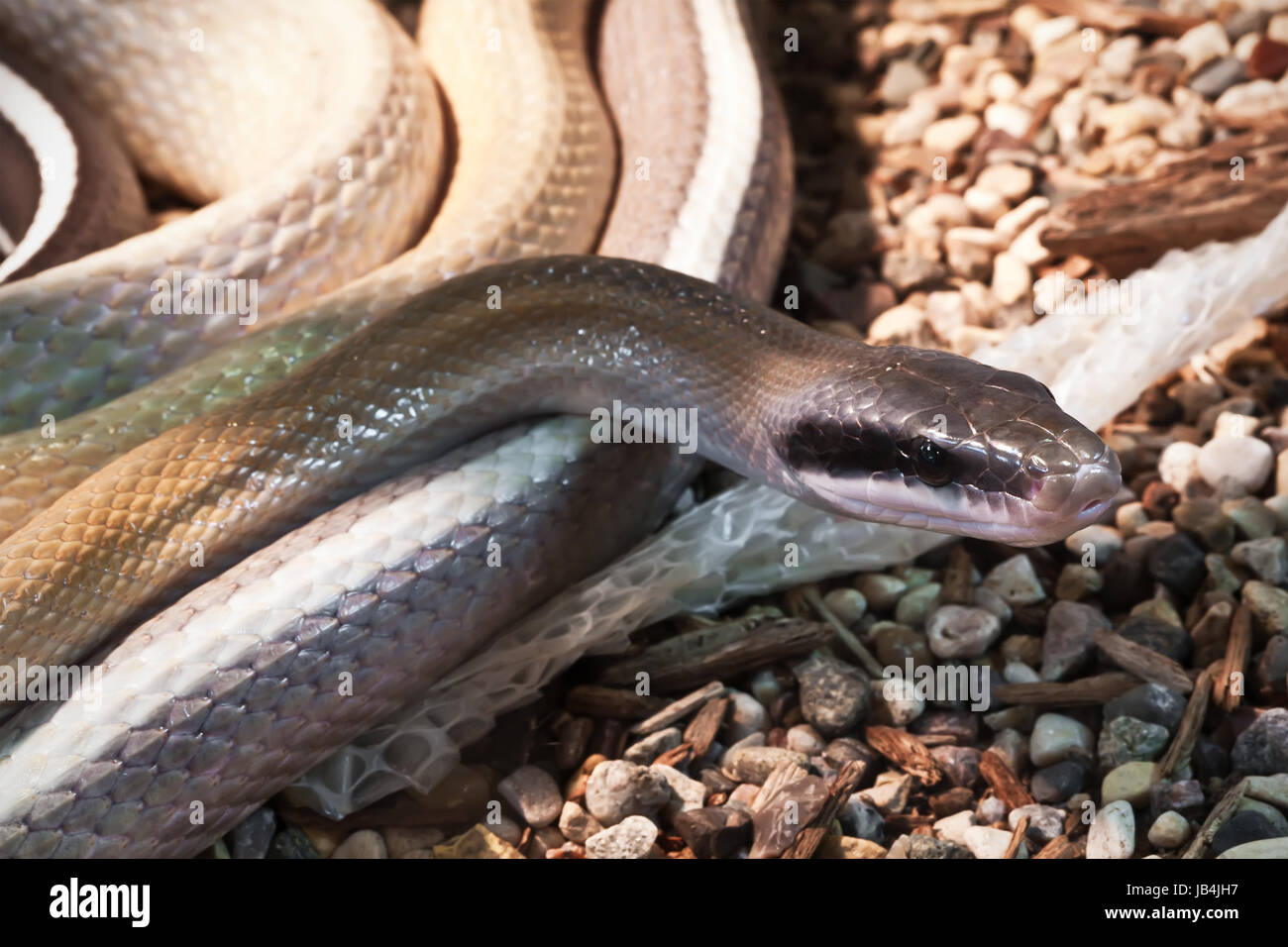 Beautiful close up photo of big snake Stock Photo - Alamy