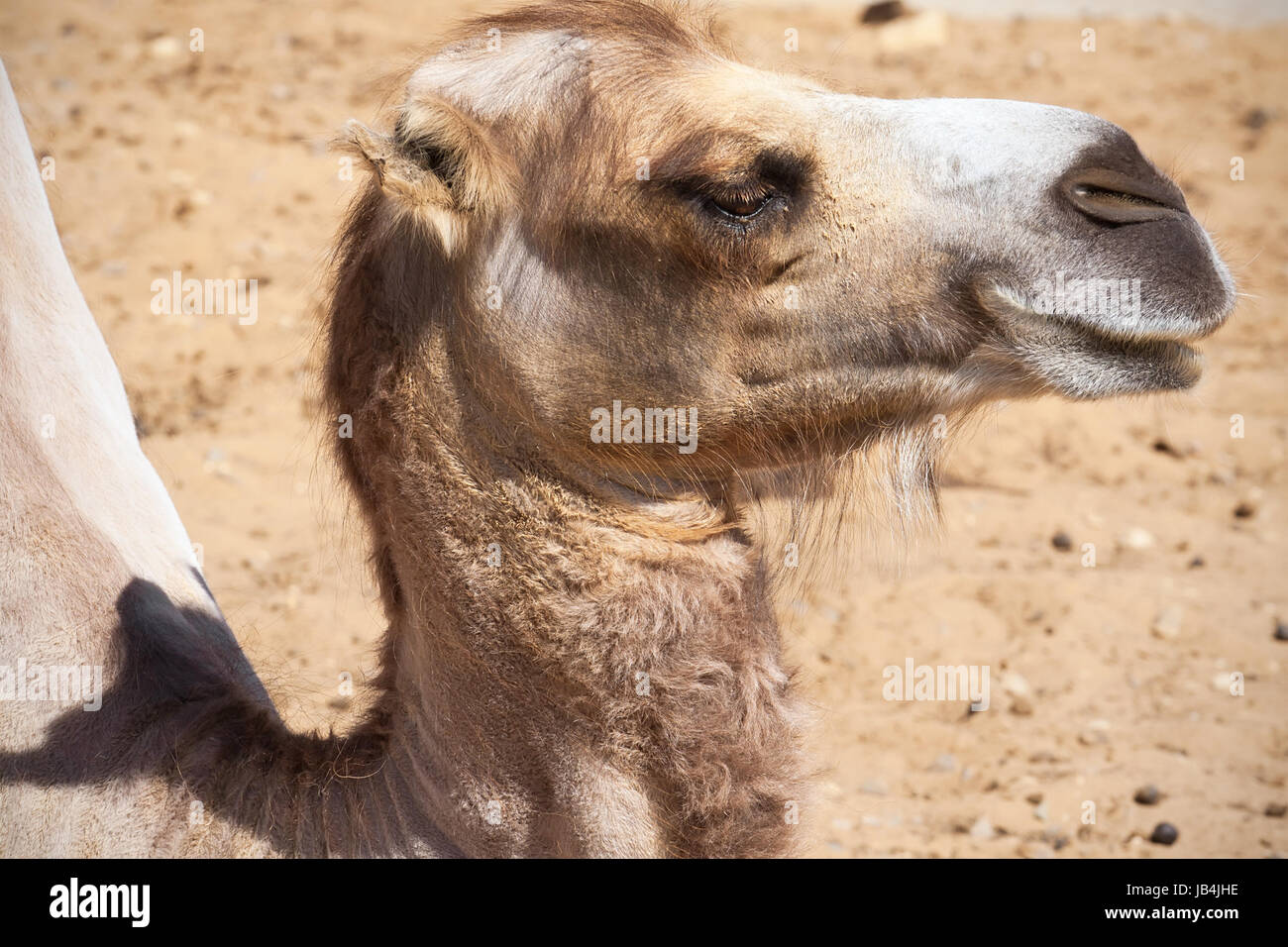 Nice close up photo of big camel Stock Photo - Alamy