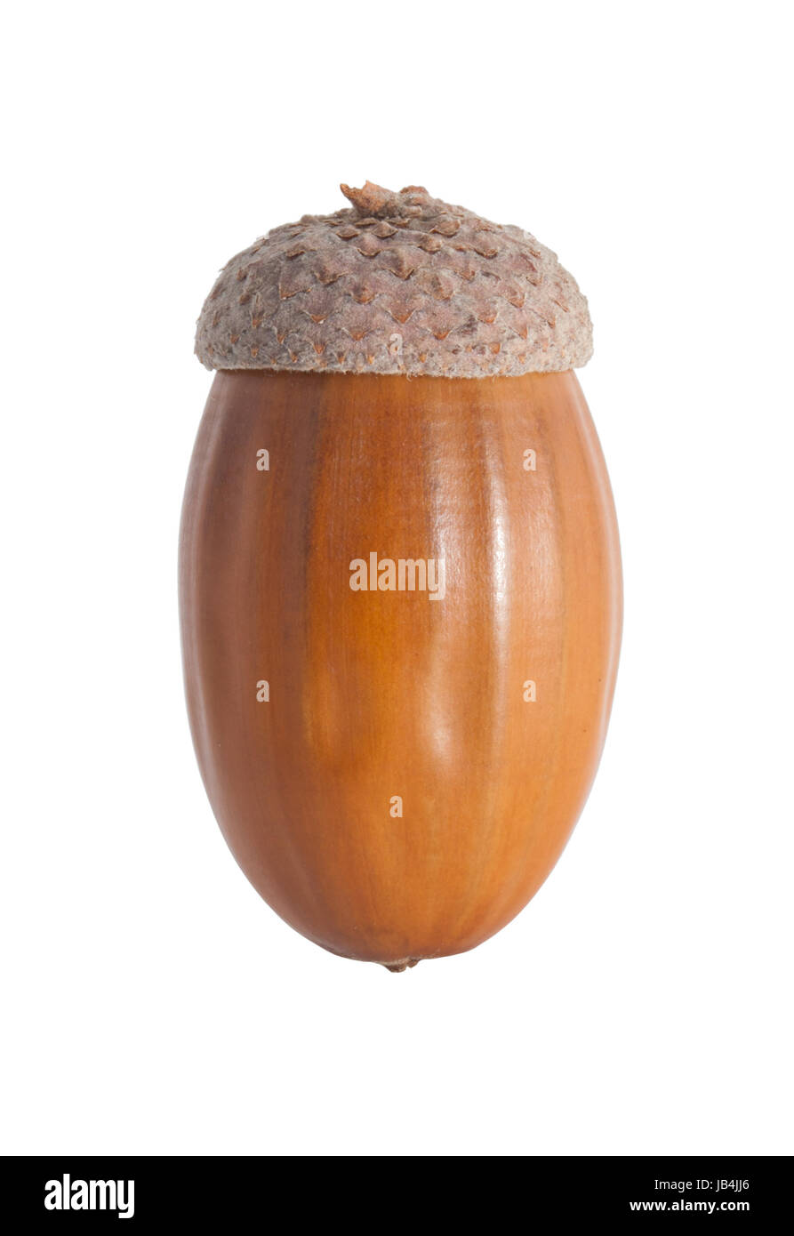 Beautiful macro photo of acorn, isolated on white background Stock ...