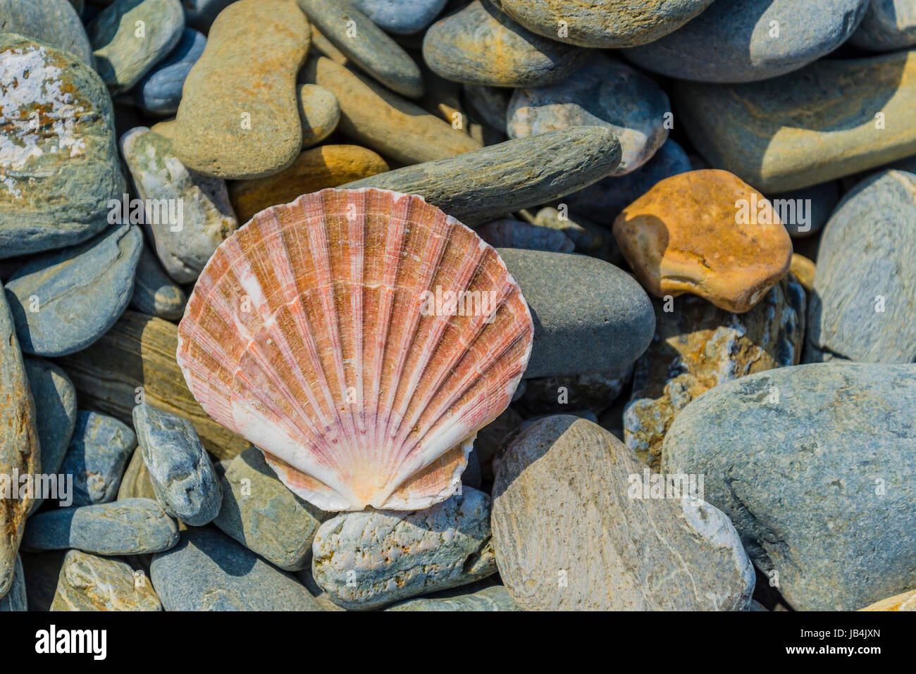 beautiful pecten shell laying on the rocks Stock Photo - Alamy