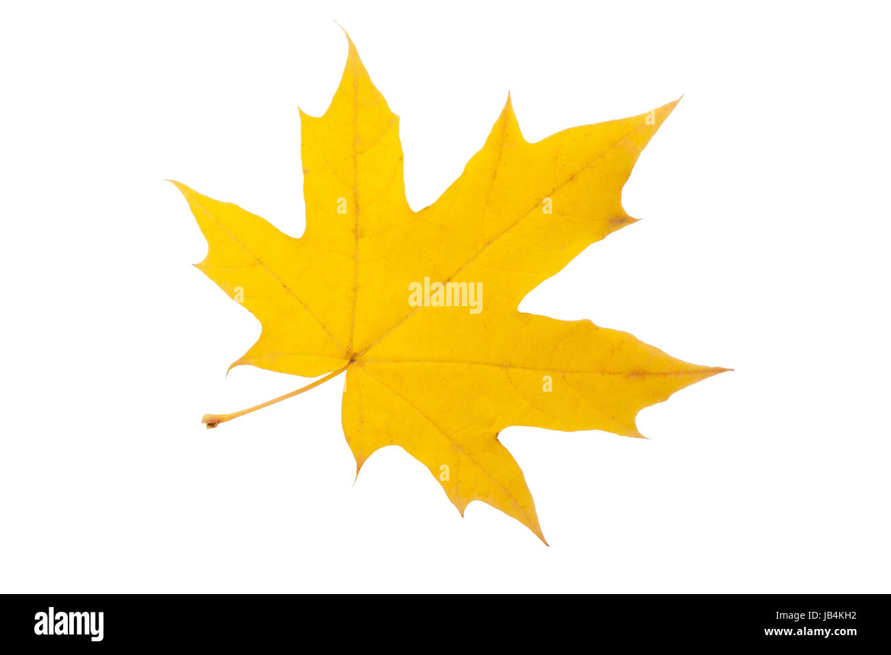 Beautiful maple leaf isolated on white background Stock Photo - Alamy
