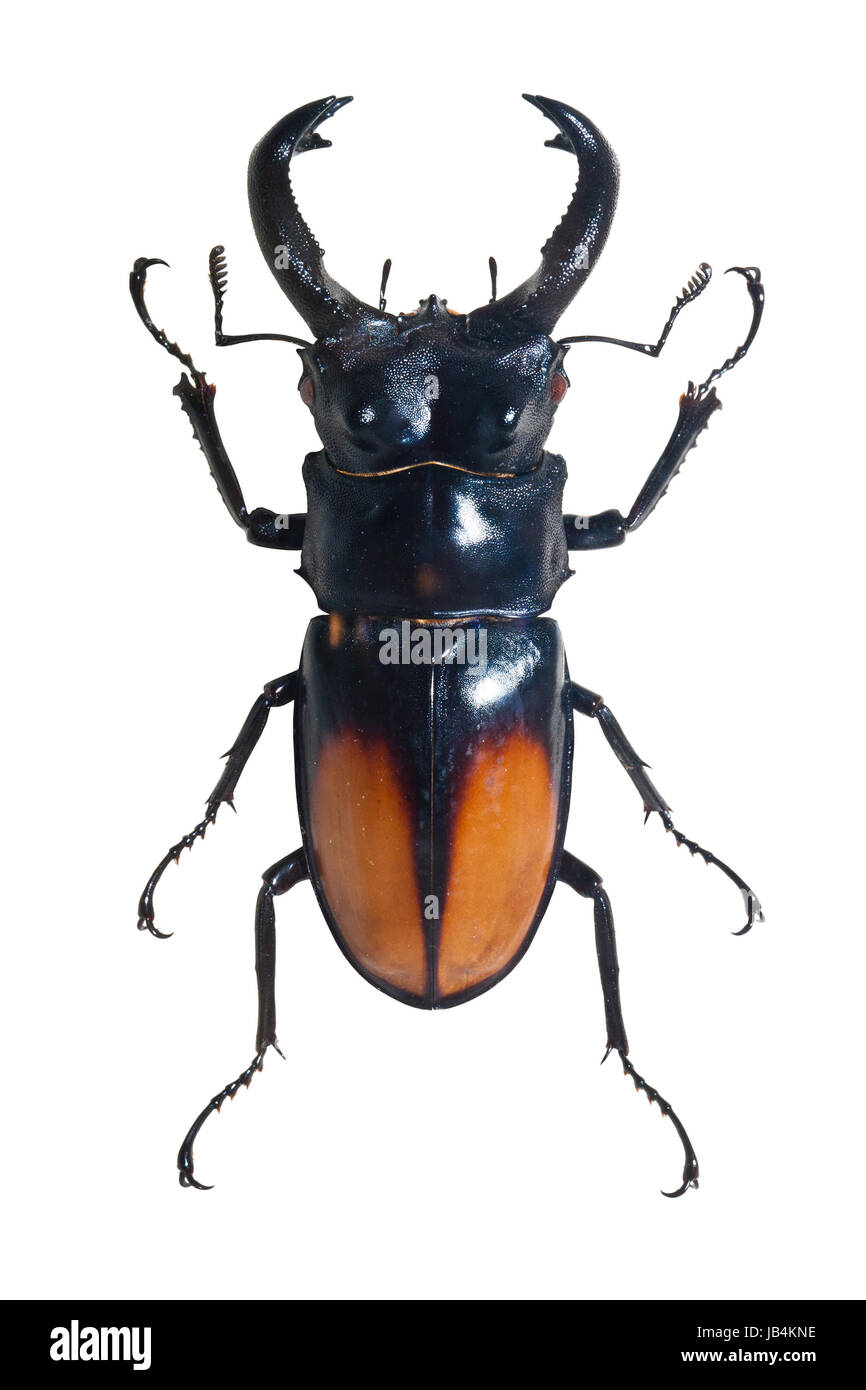 Huge bug with horns Odontolabis Spectabilis isolated on white ...