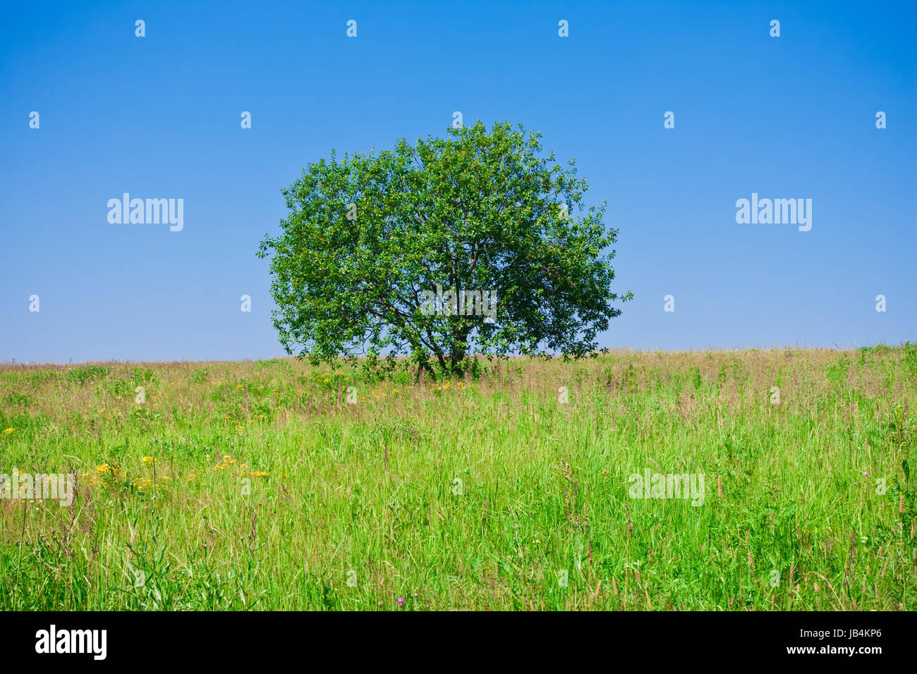 Beautiful photo of single tree in green field Stock Photo - Alamy