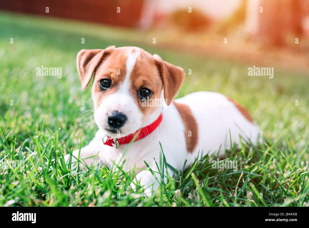 jack russel puppy on green lawn Stock Photo - Alamy