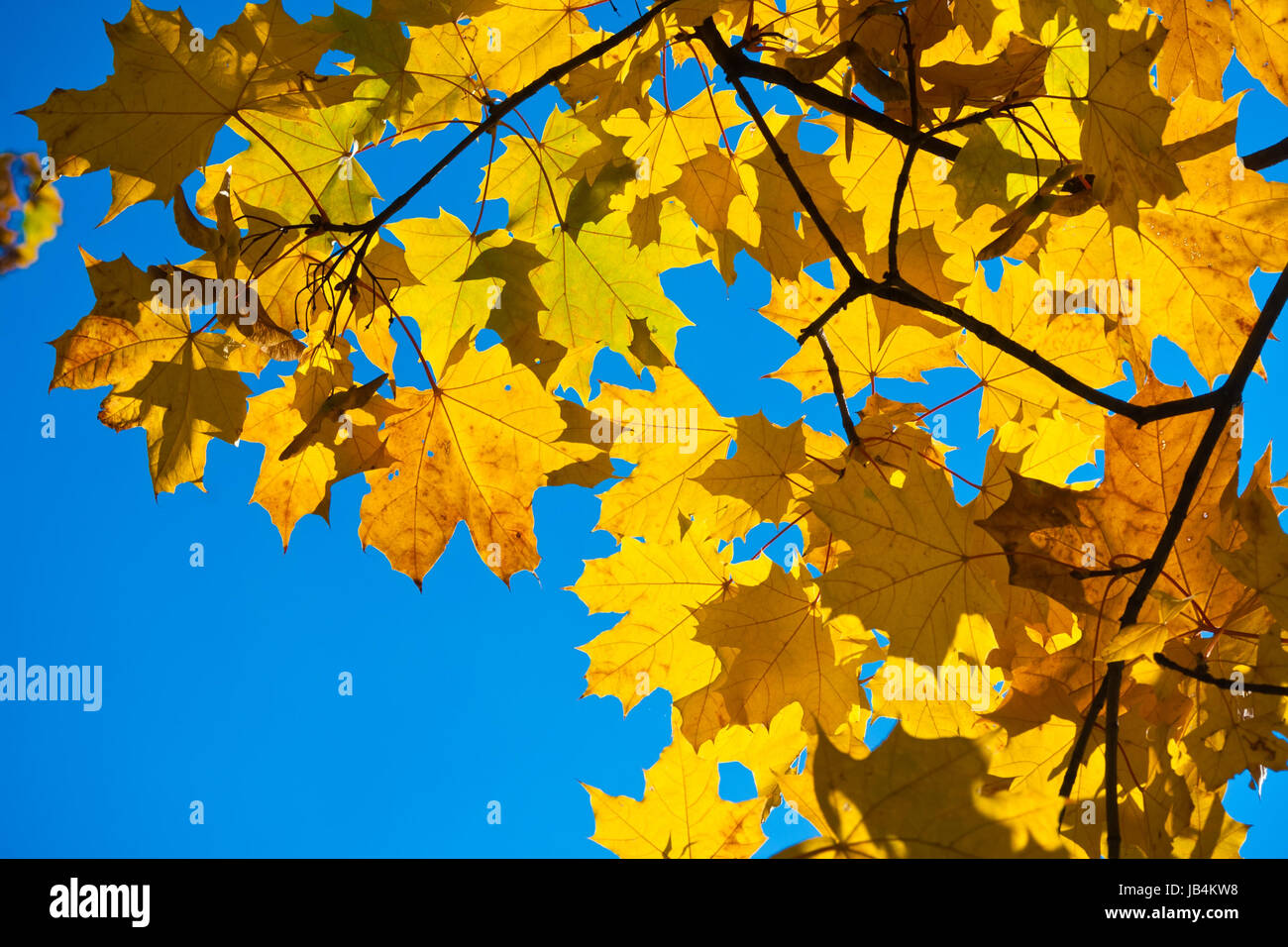 Beautiful photo of autumn maple with golden yellow leaves Stock Photo ...