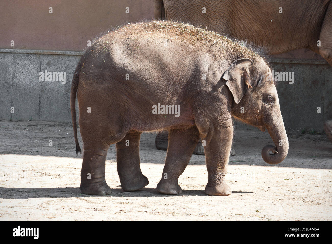 Beautiful photo of small baby elephant walking in zoo Stock Photo - Alamy