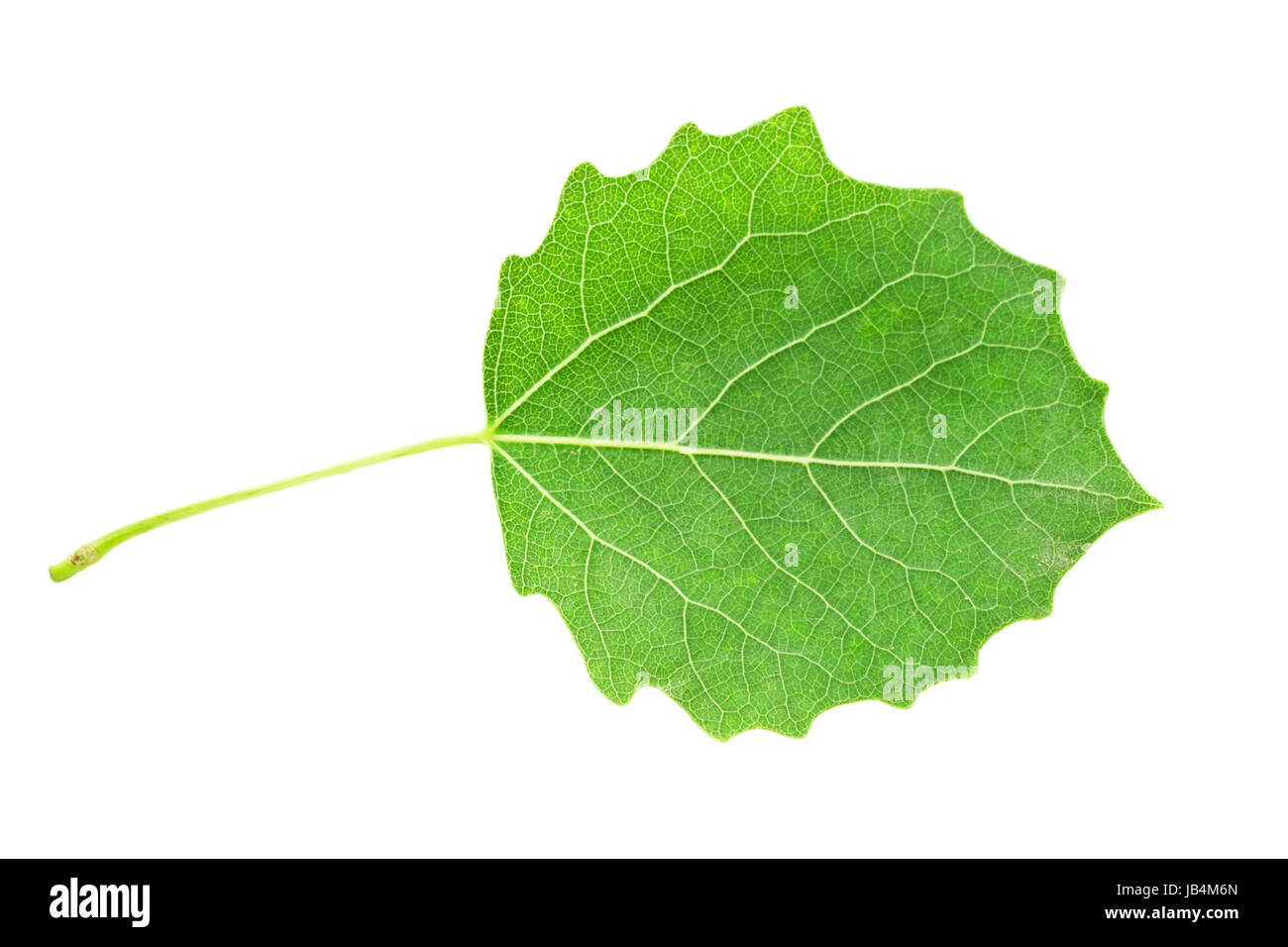Beautiful macro photo of aspen leaf, isolated on white background Stock ...