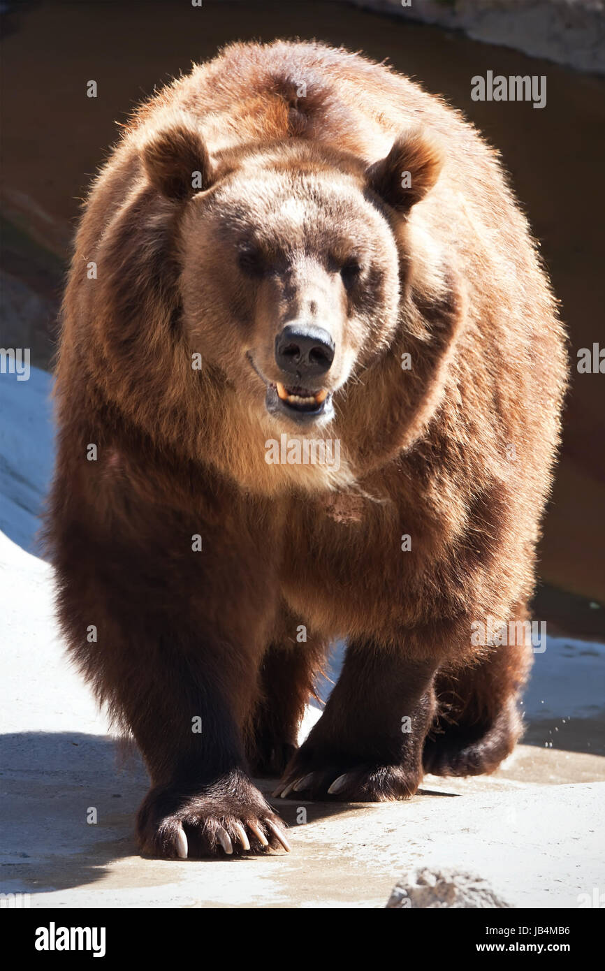 Beautiful photo of big and strong brown Bear in zoo Stock Photo - Alamy