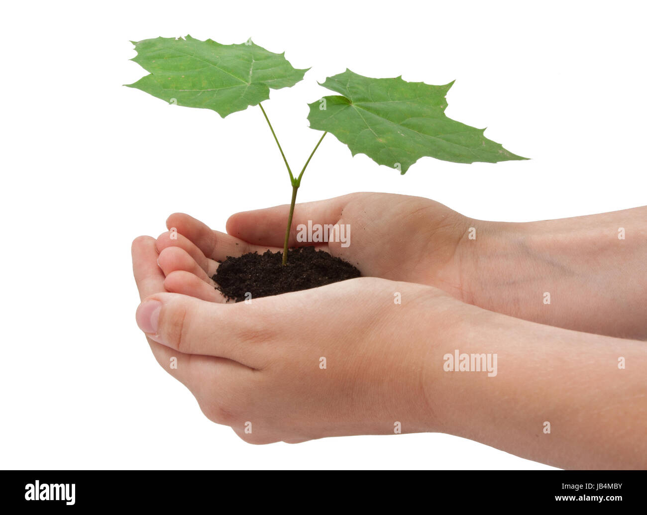 Hands holding small young tree isolated on white background Stock Photo ...