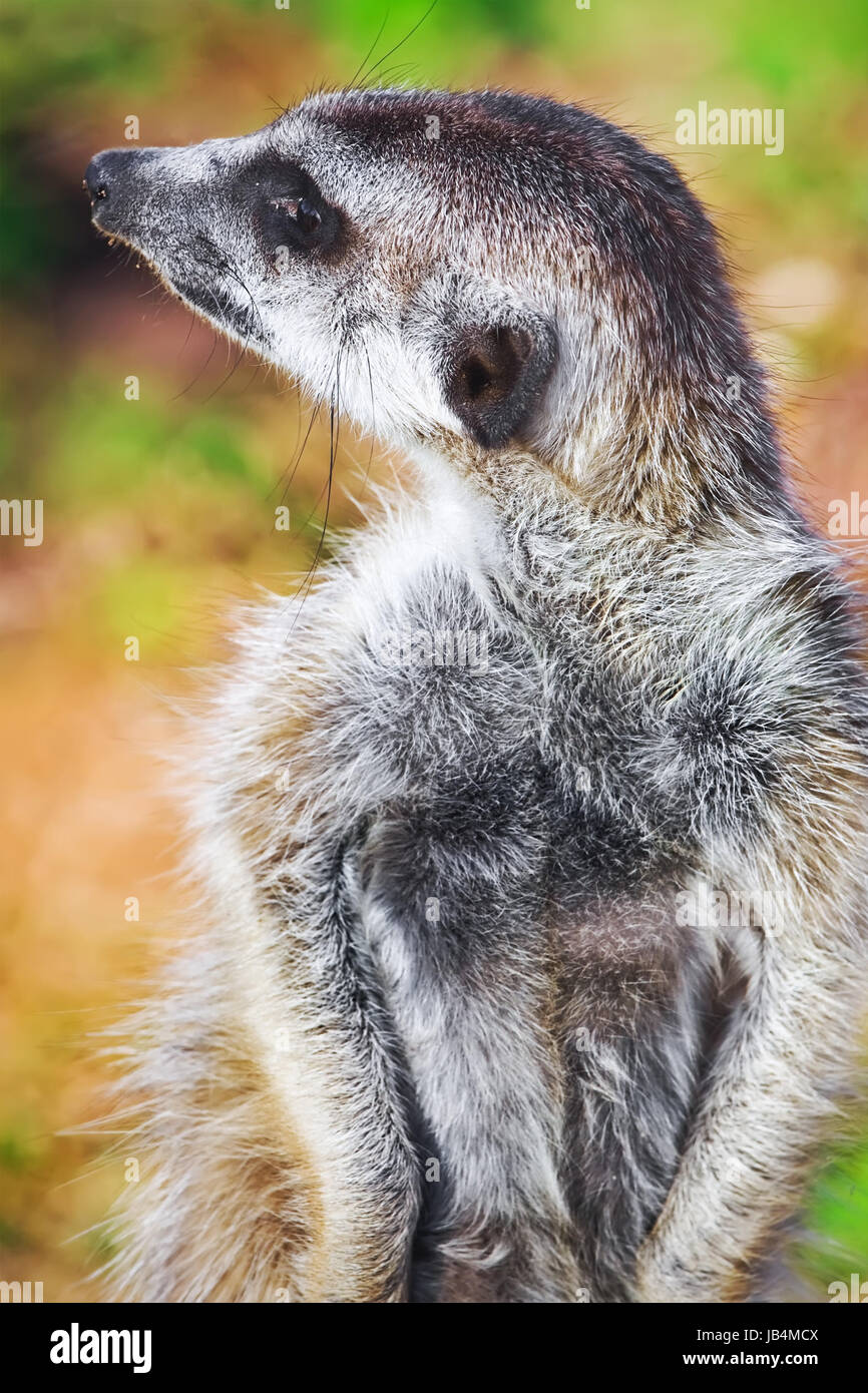 Funny and cute African rodent Meerkat or Suricate Stock Photo - Alamy