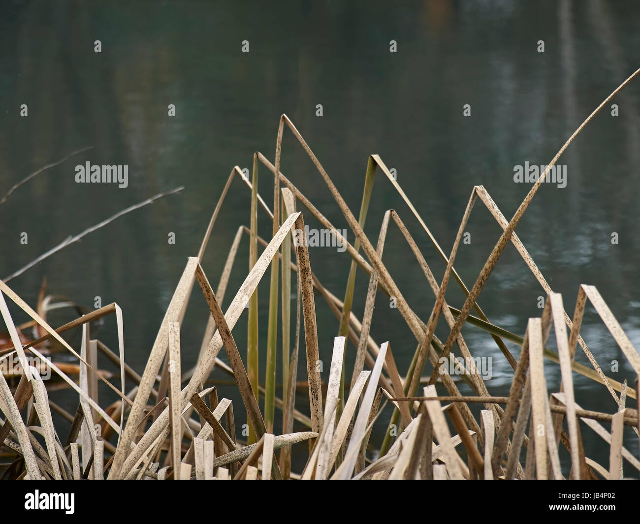 reeds in lake in the city park Stock Photo - Alamy