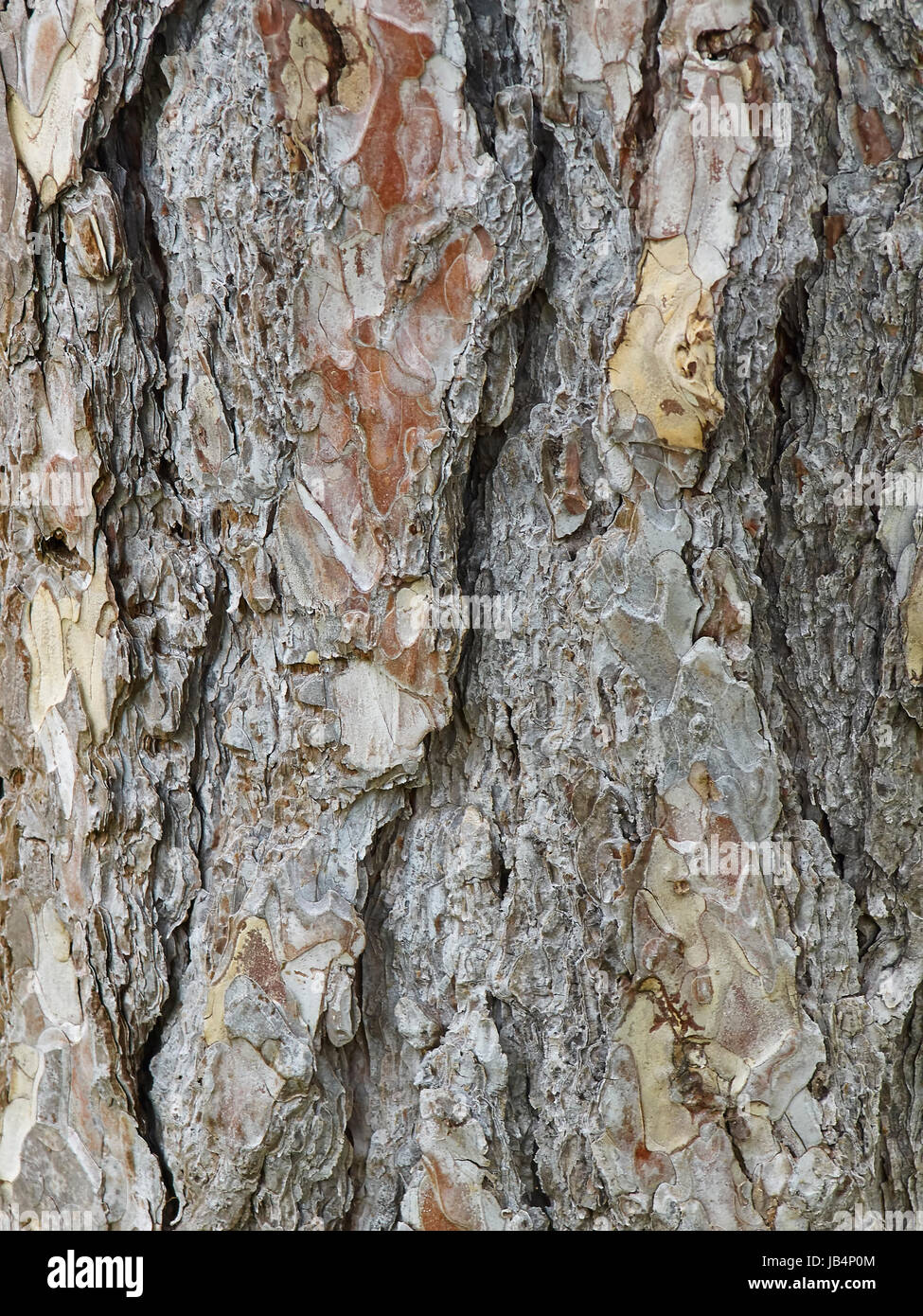 bark of tree macro, in city park Stock Photo - Alamy