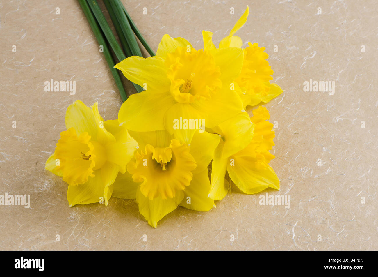 Yellow jonquil flowers on paper background Stock Photo - Alamy