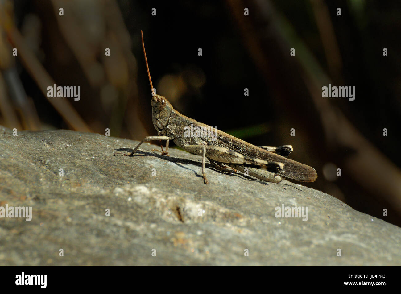 little grasshopper sitting on stone, Sikkim, India Stock Photo - Alamy