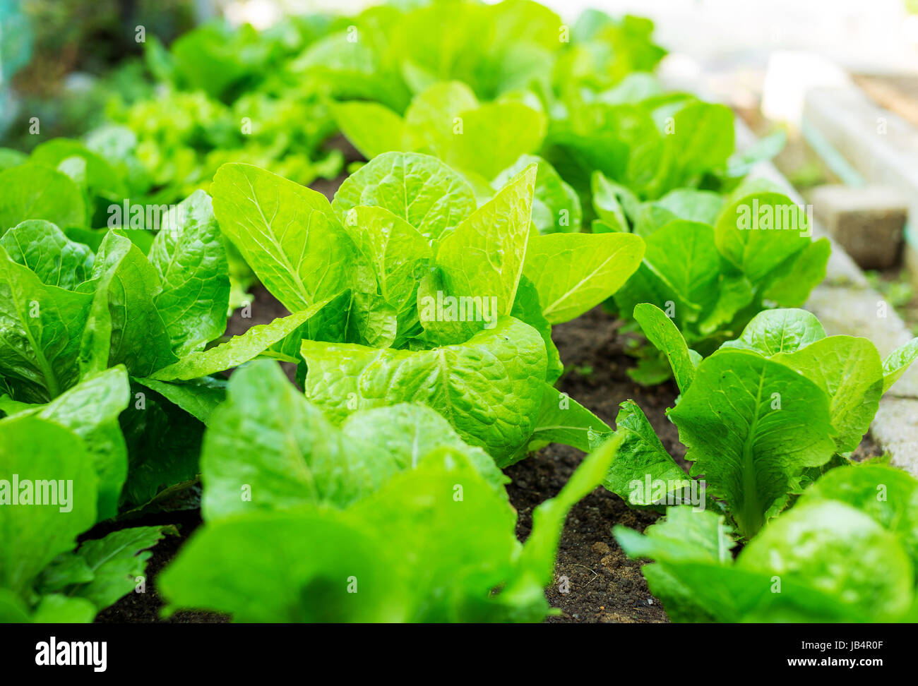 Lettuce field close up Stock Photo - Alamy
