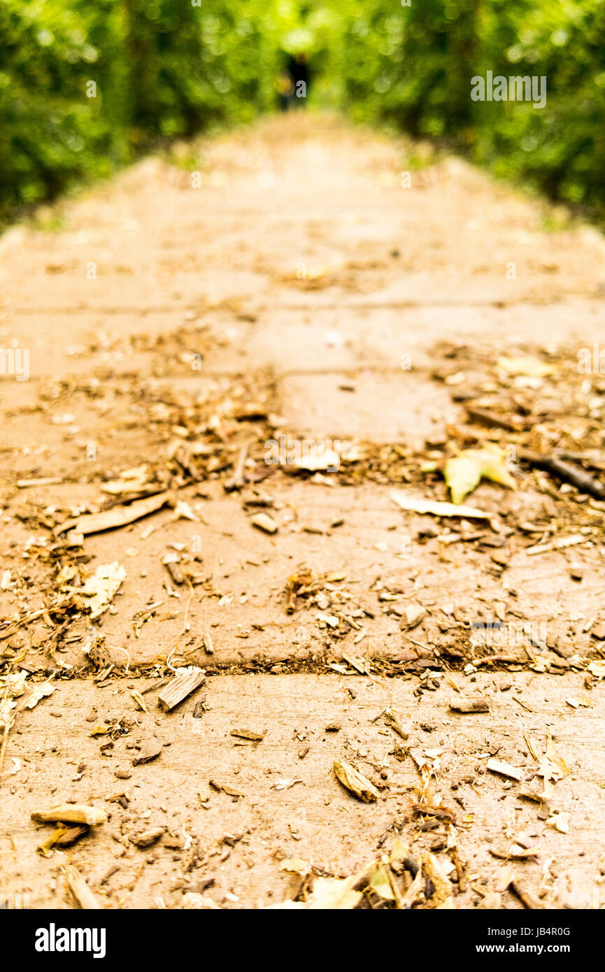 Forest background with a hiking trail Stock Photo - Alamy